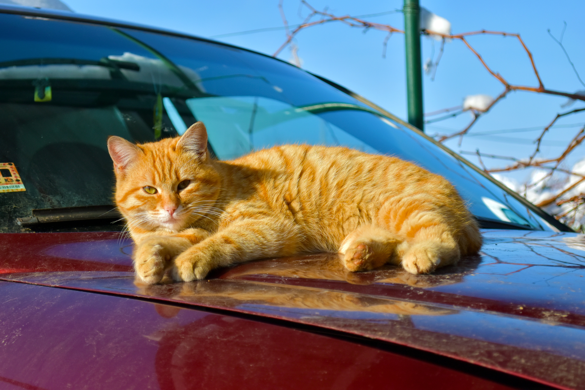 Cats Are Hiding Under Cars This Winter—The Simple Check That Could Save ...