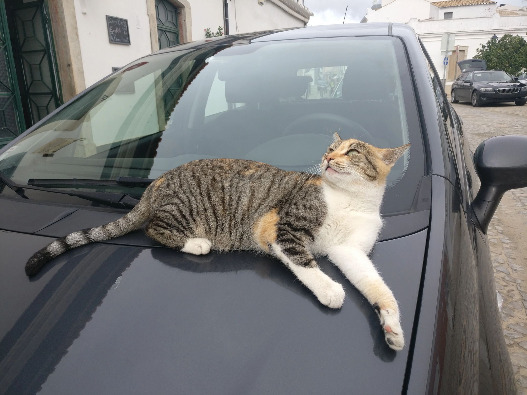 Cats Are Hiding Under Cars This Winter—The Simple Check That Could Save ...