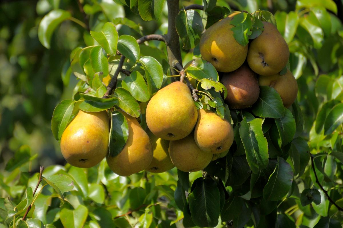 Michael Jackson also fell in love with it… ‘Korean fruit’ recognized by ...