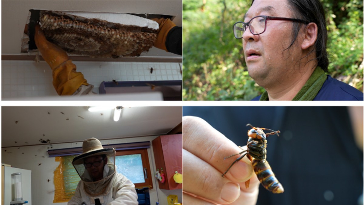 EBS1 ‘극한직업’ 장수말벌 퇴치 外 | 위키트리