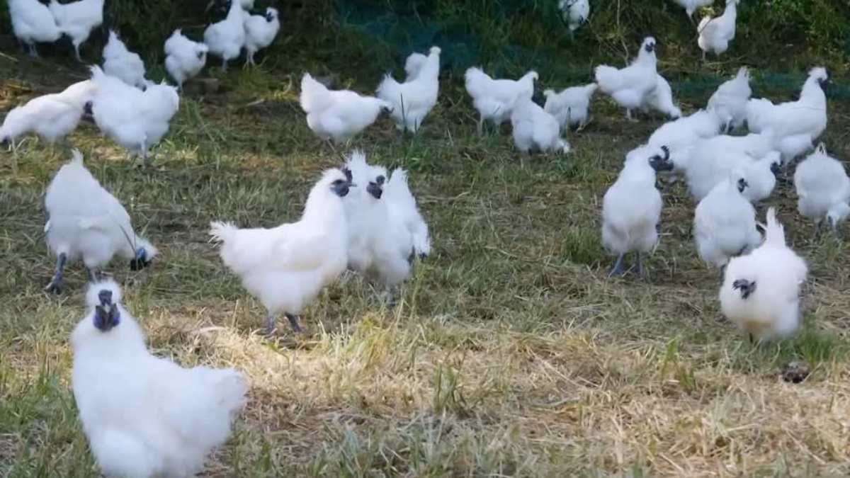 6개월 정성스레 키웠더니…매일 수백만원 ‘잭팟’ 터진 뜻밖의 '동물' | 위키트리