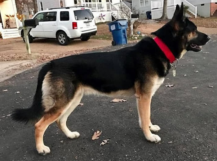 휴가 갔다가 돌아와보니 피범벅된 집안…강아지 보고 알게 된 충격적인 진실 | 애니멀플래닛