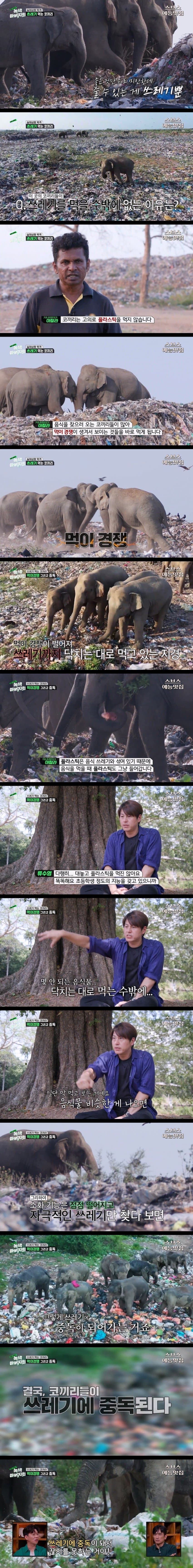 쓰레기에 중독된 코끼리들 | 잼이슈