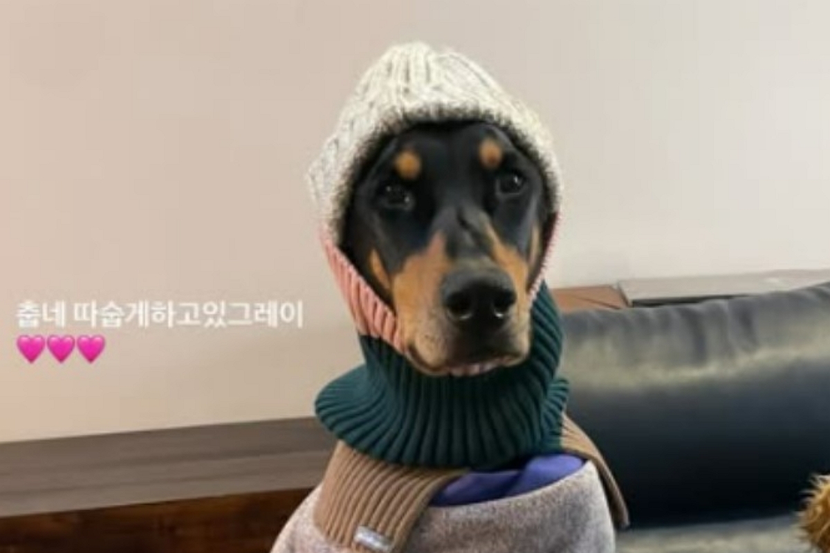 ‘펫로스 증후군’ 배정남, 조용히 전해진 소식…팬들 오열 | 논현일보