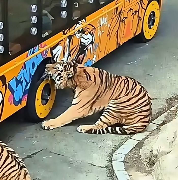 관람객들 공포에 떨도록 관람차 물어뜯는 친구 보자 황급히 말리는 호랑이 | 애니멀플래닛