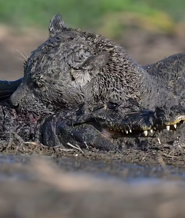 보는 순간 온몸에 소름이 쫙~ 돋는 '재규어가 악어를 사냥하는 리얼 현장' | 애니멀플래닛