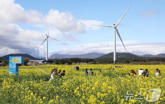Why the 2026 Seogwipo Canola Flower Festival is a Must-See