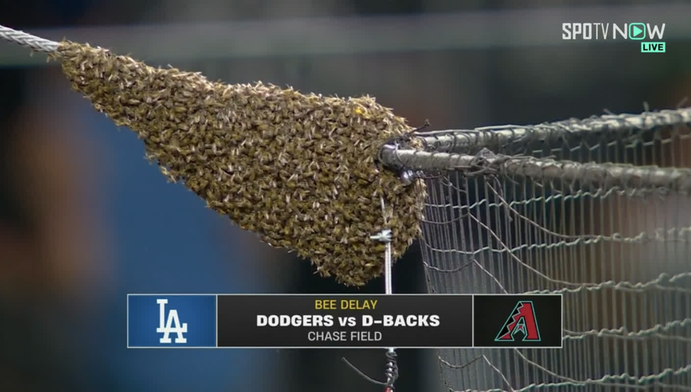 오늘 벌 때문에 지연되었던 MLB 경기 (Bee Delay 비 딜레이) | 잼이슈