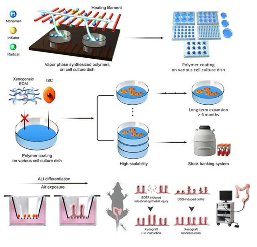 KAIST, 인간 장 줄기세포 재생 치료 플랫폼 개발 | 데일리안