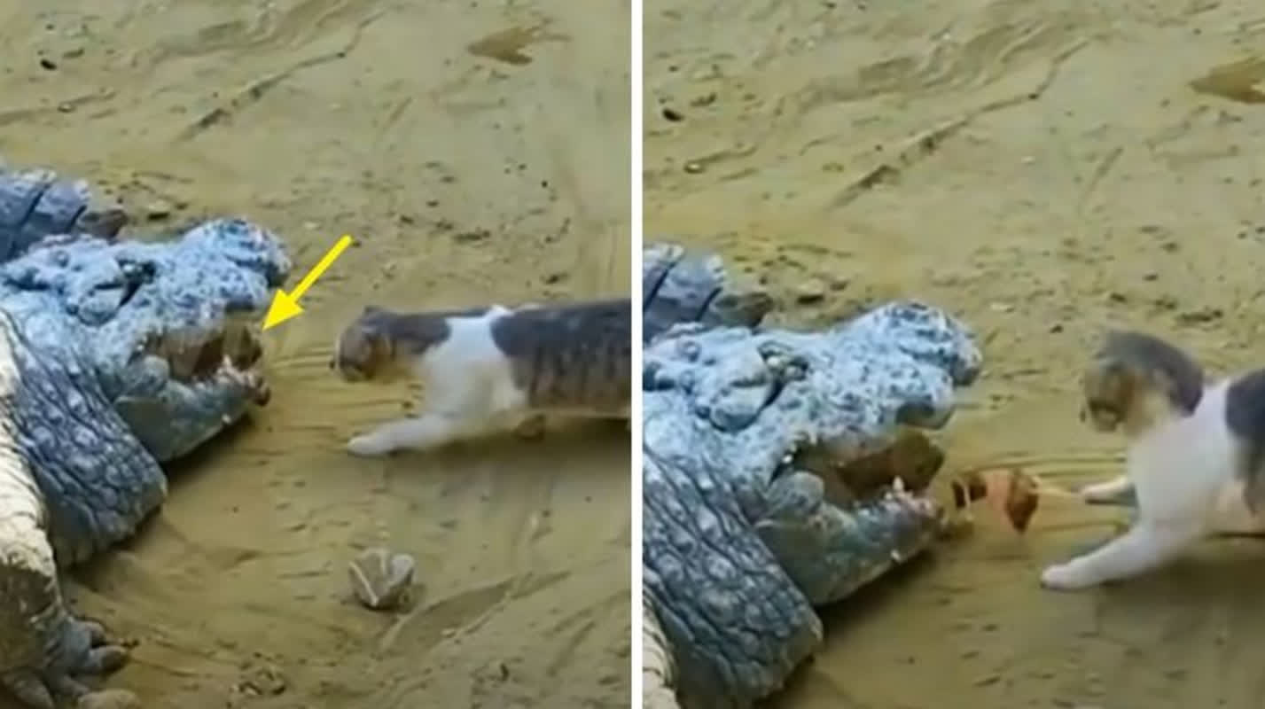 겁도 없이 악어 입속에 고기 훔치려 앞발 넣는 고양이의 놀라운 결말 | ANIMALPLANET